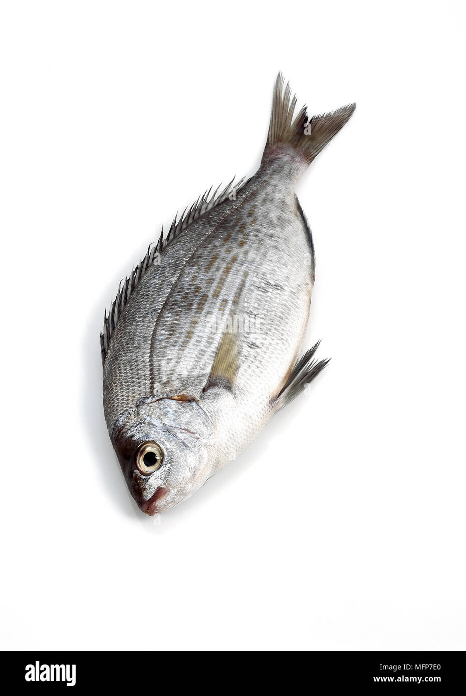 Grey Sea Bream, spondyliosoma cantharus, Fresh Fish against White ...