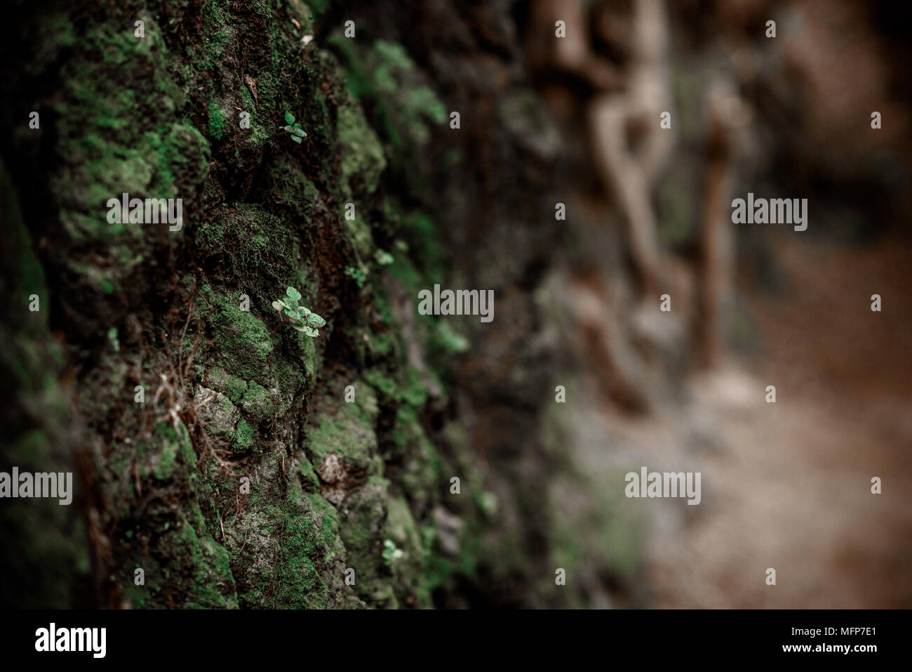 Girdling root is a common problem of trees in urban landscapes Stock ...