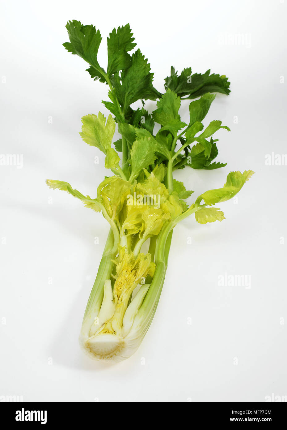 Celery, apium graveolens dulce, Vegetable against White Background ...