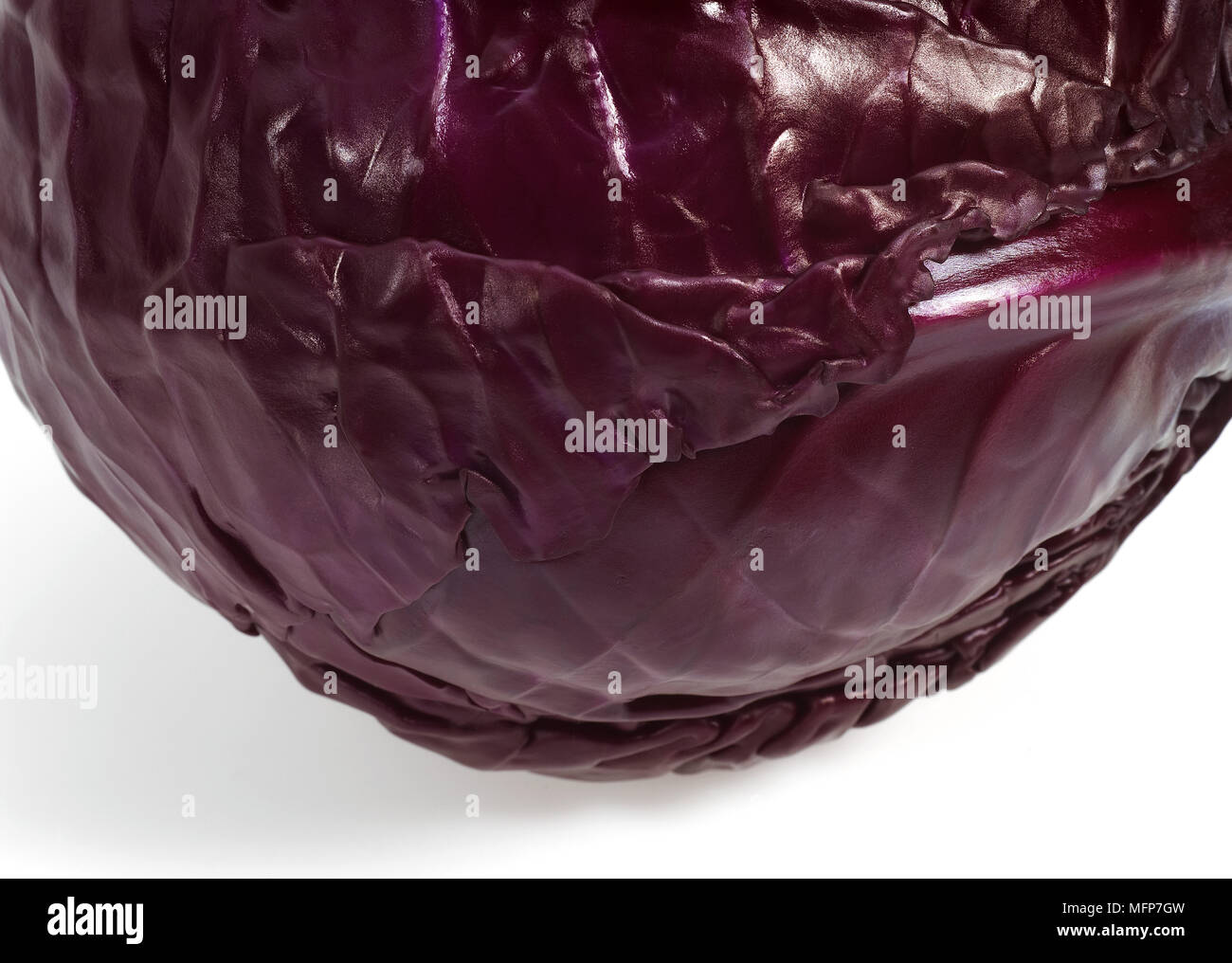 Red Cabbage, brassica oleracea, Vegetable against White Background ...
