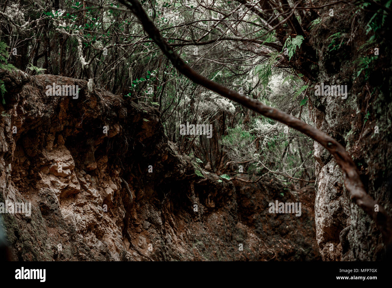 Girdling root is a common problem of trees in urban landscapes Stock ...