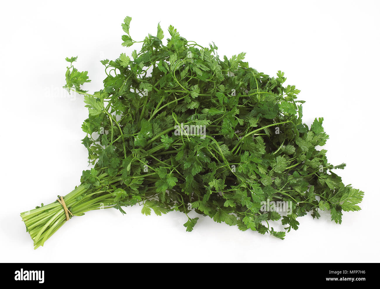 Chervil, anthriscus cerefolium, Aromatic Plant against White Background ...