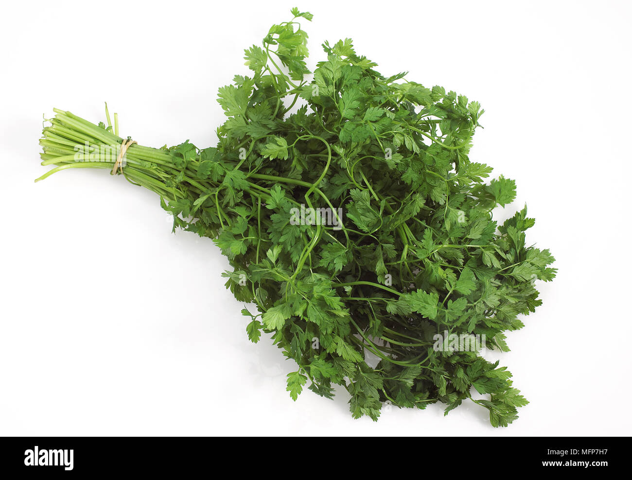 Chervil, anthriscus cerefolium, Aromatic Plant against White Background ...