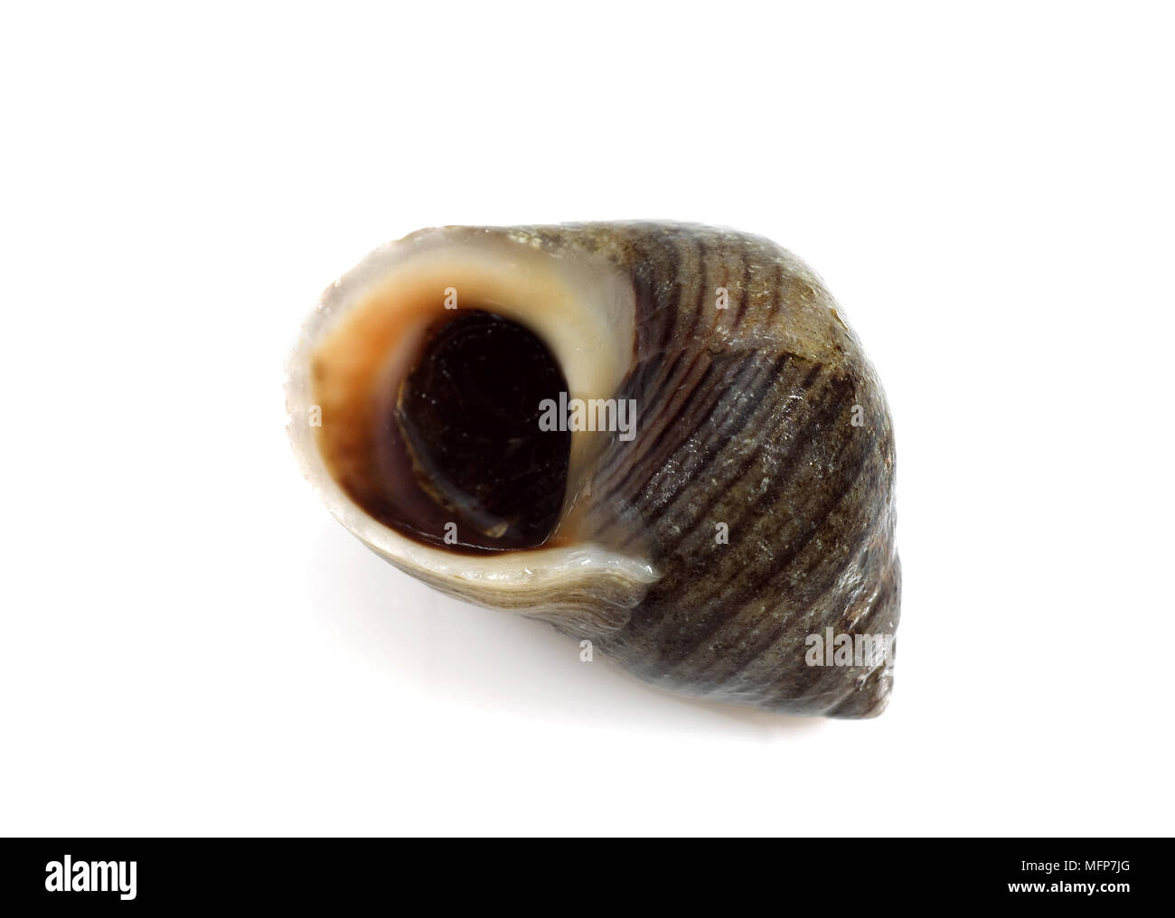 Common Periwinckle, littorina littorea, Shell against White Background ...