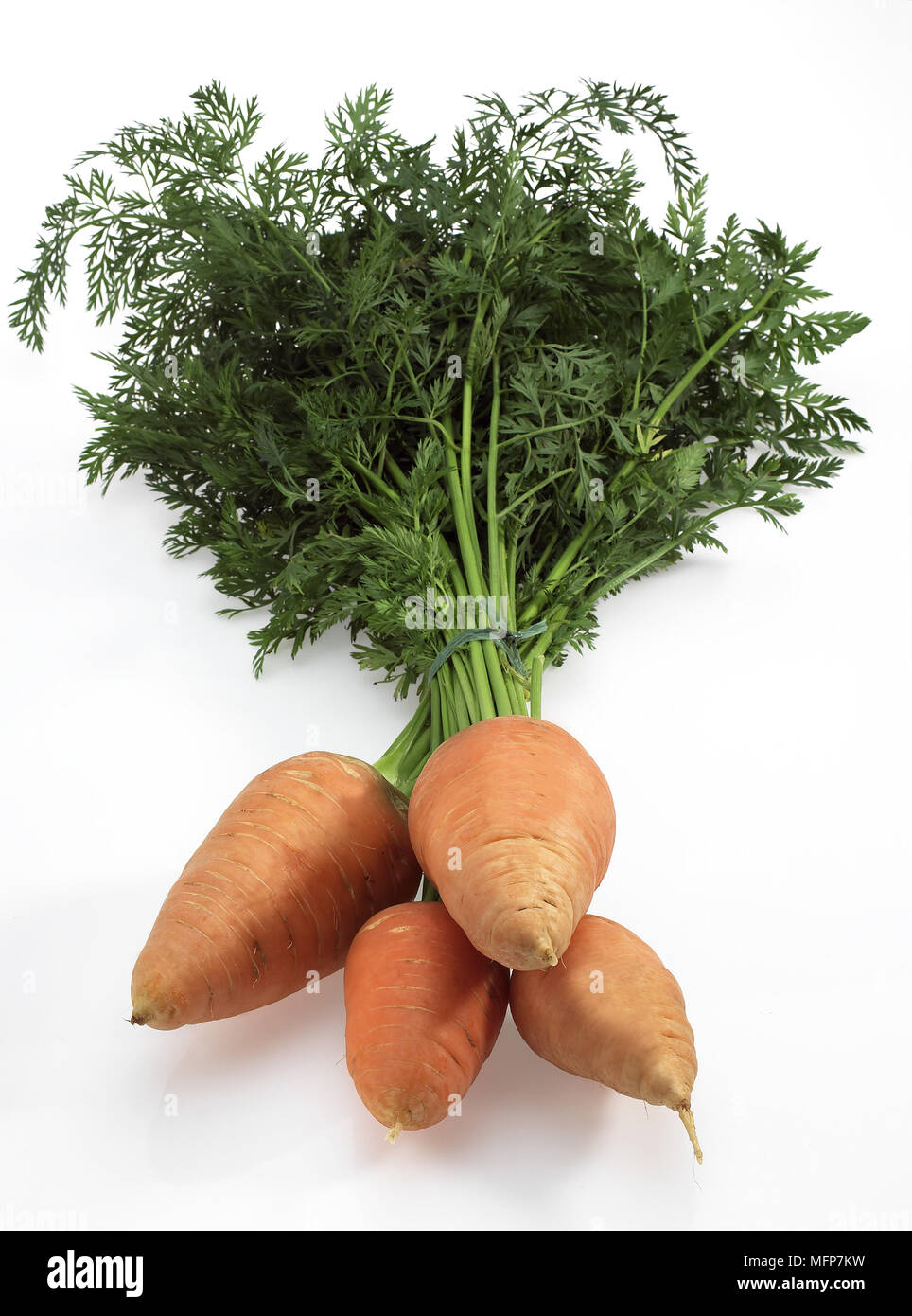 Carrot, daucus carota, Vegetable against White Background Stock Photo ...