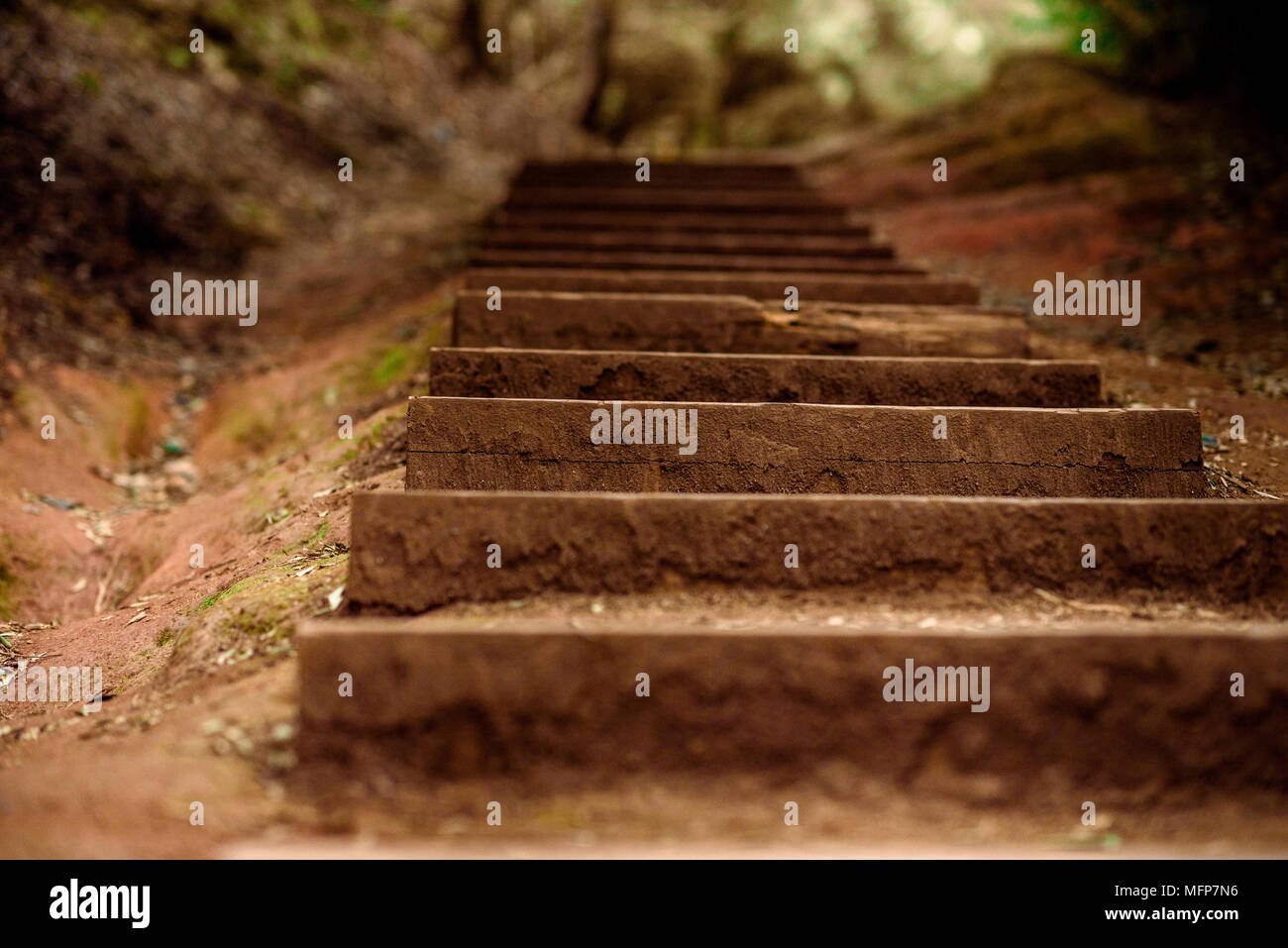 Girdling root is a common problem of trees in urban landscapes Stock ...