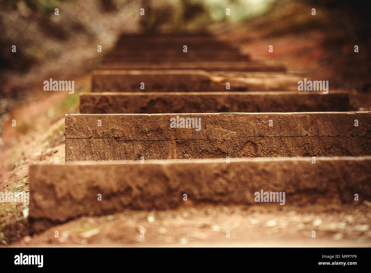Girdling root is a common problem of trees in urban landscapes Stock ...