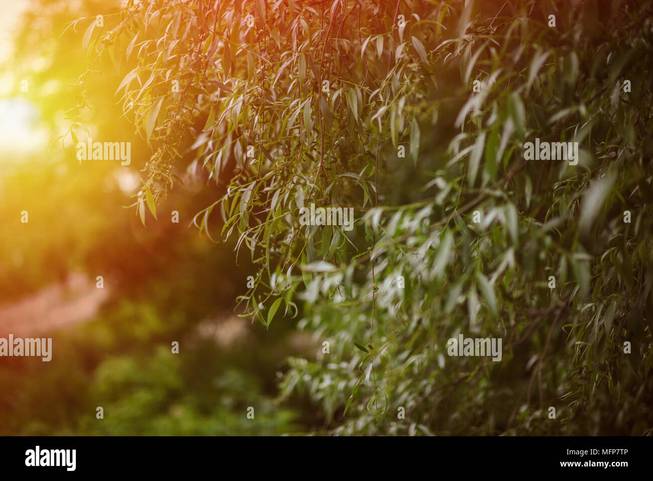 weeping willow background, sunset on the horizont Stock Photo - Alamy