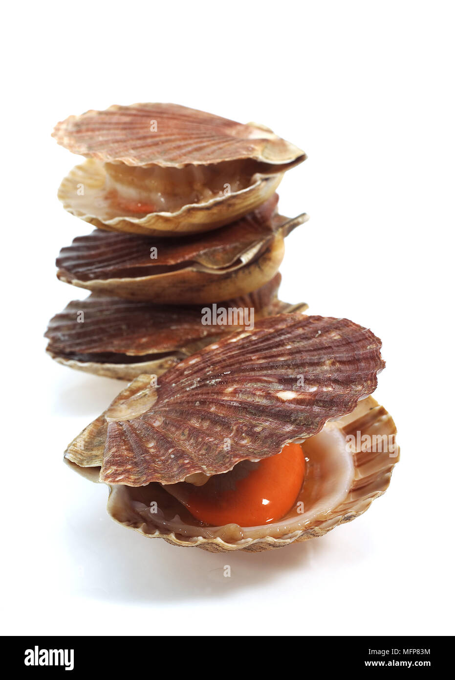 Fresh Scallops, pecten maximus against White Background Stock Photo - Alamy
