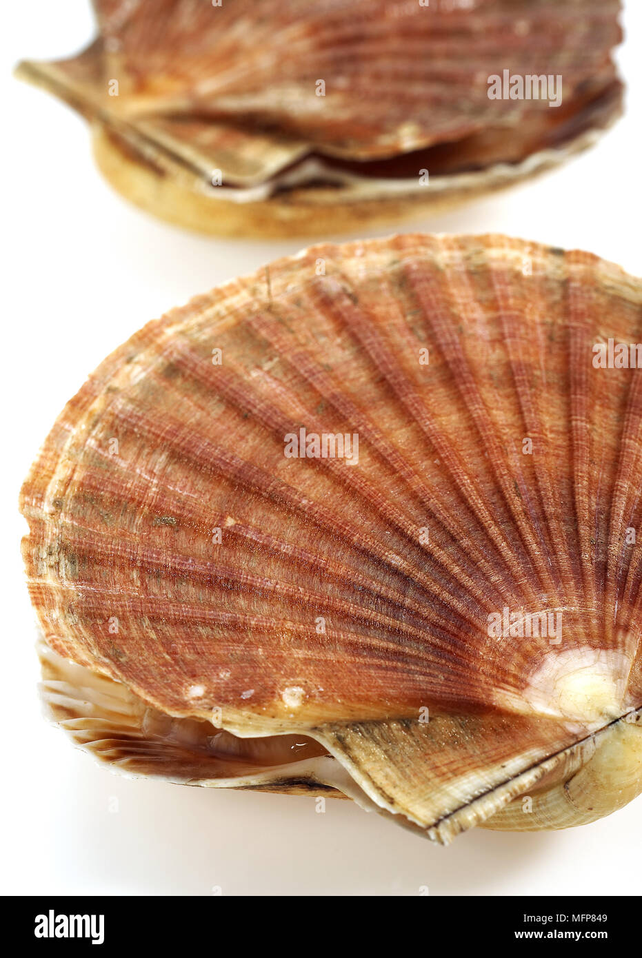 Fresh Scallops, pecten maximus on Ice Stock Photo - Alamy