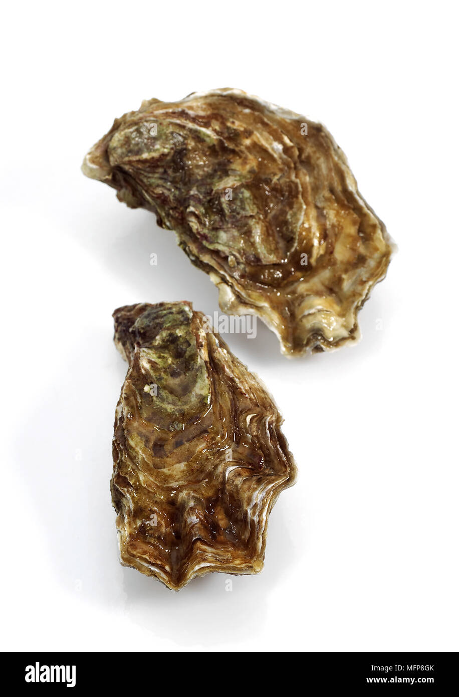 French Marennes d'Oleron Oysters, ostrea edulis against White ...