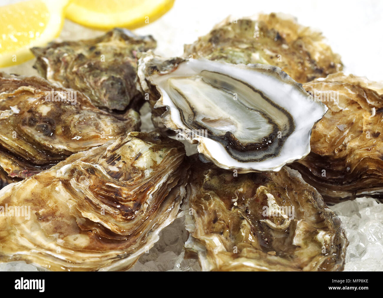Ostrea edulis hi-res stock photography and images - Alamy