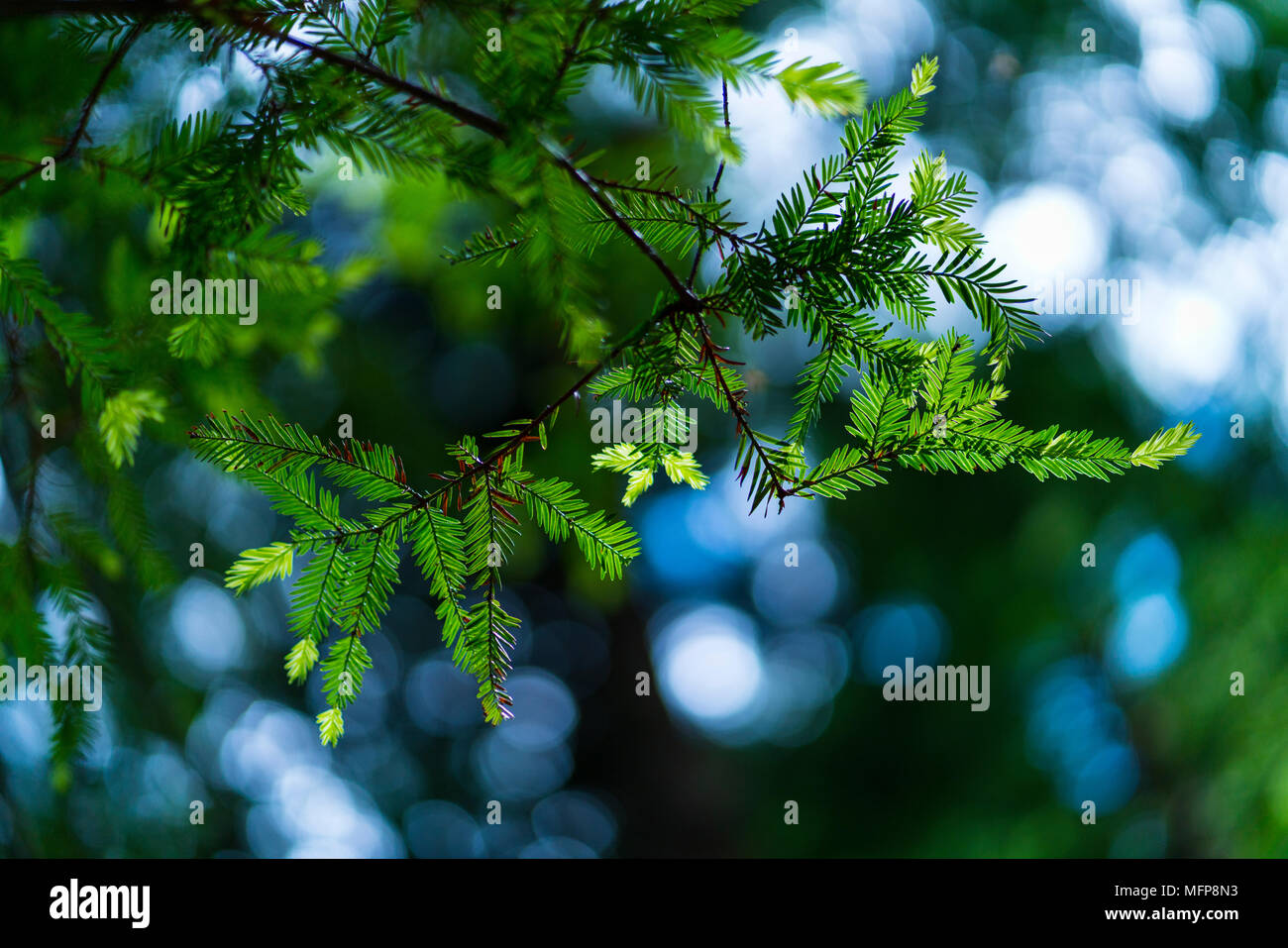 SEQUOIA - SEQUOYA (Sequoia sempervirens) is the sole living species of ...