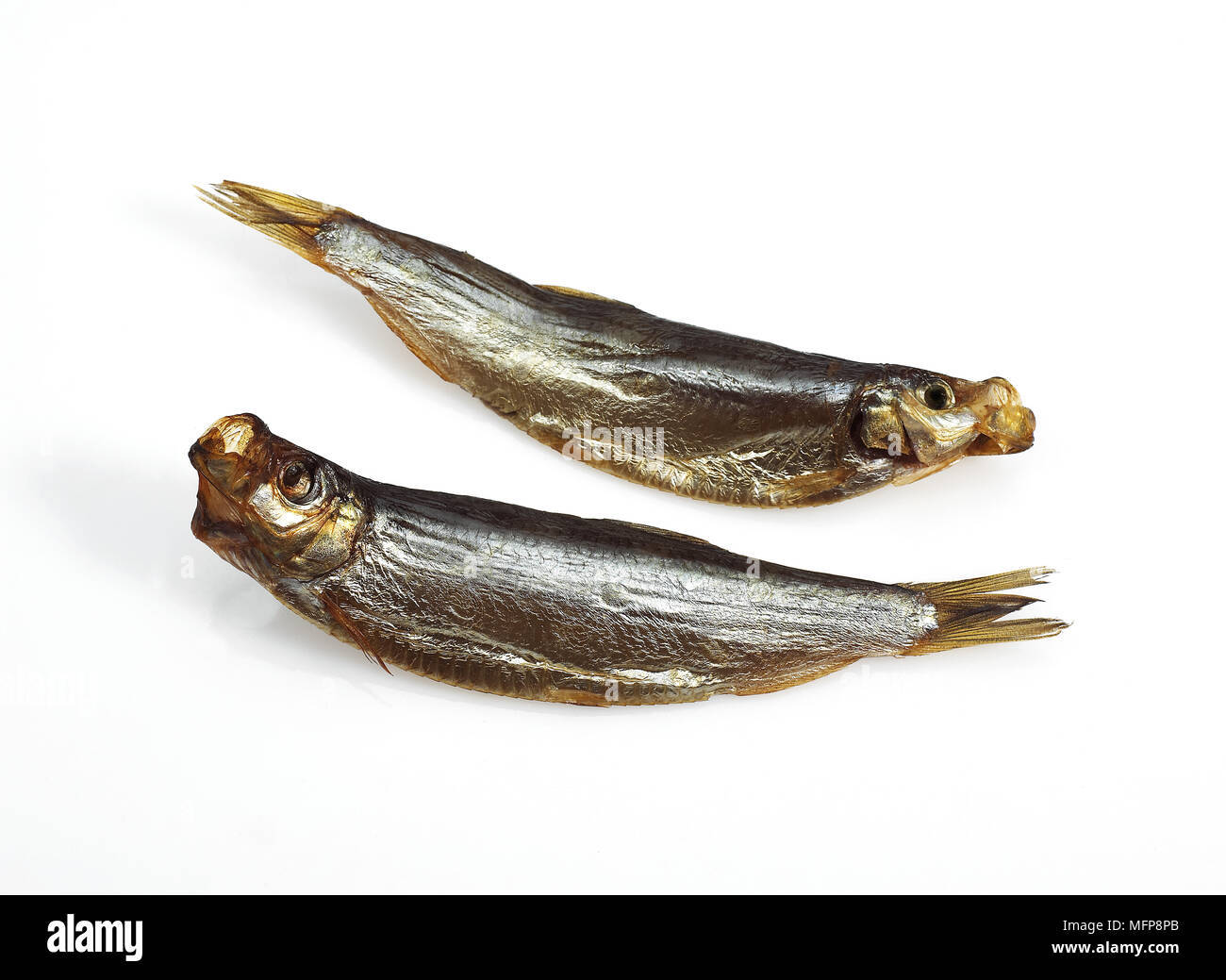 Jamaican Sprat Fish