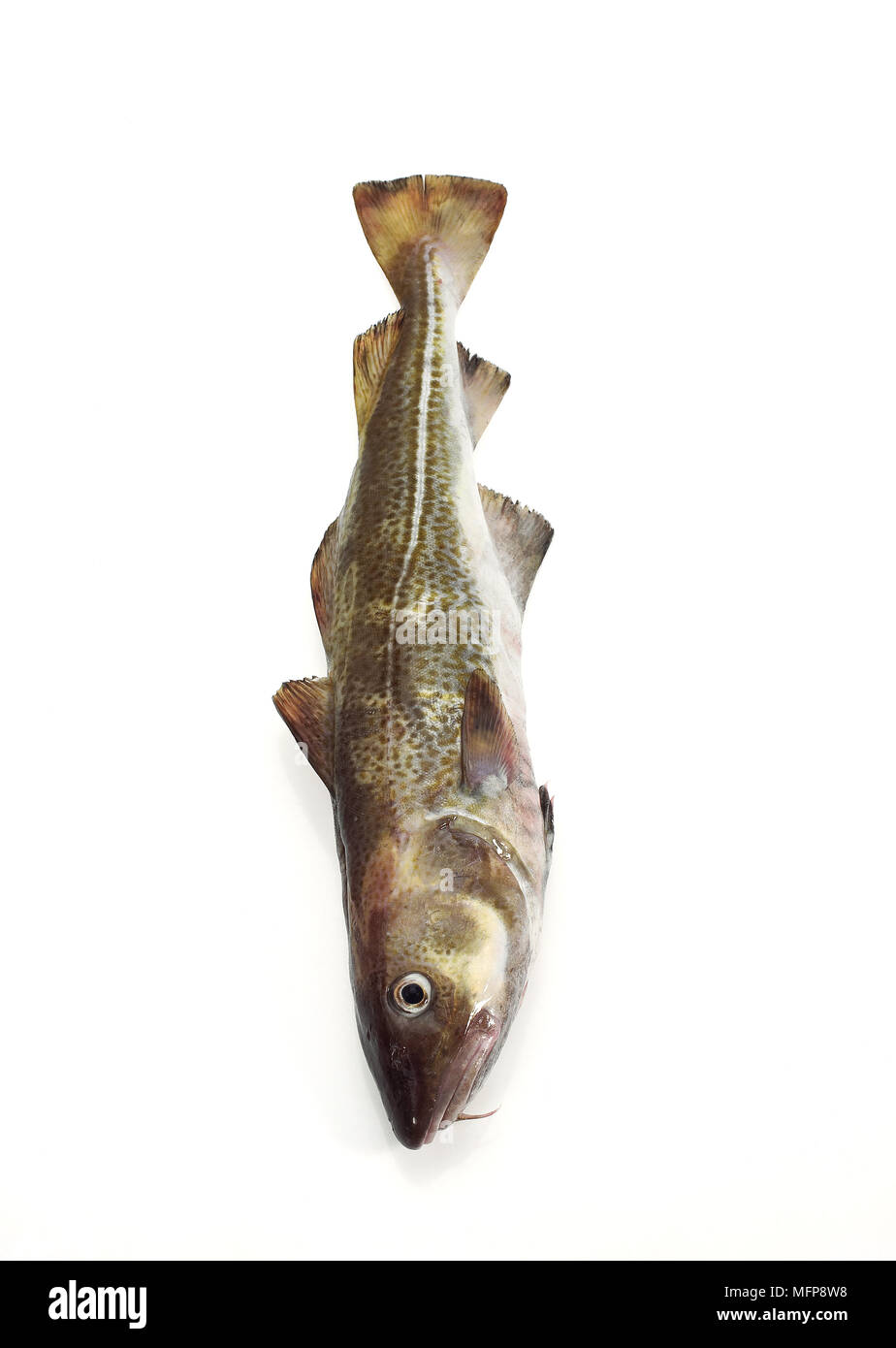 Atlantic cod gadus morhua Cut Out Stock Images & Pictures - Alamy