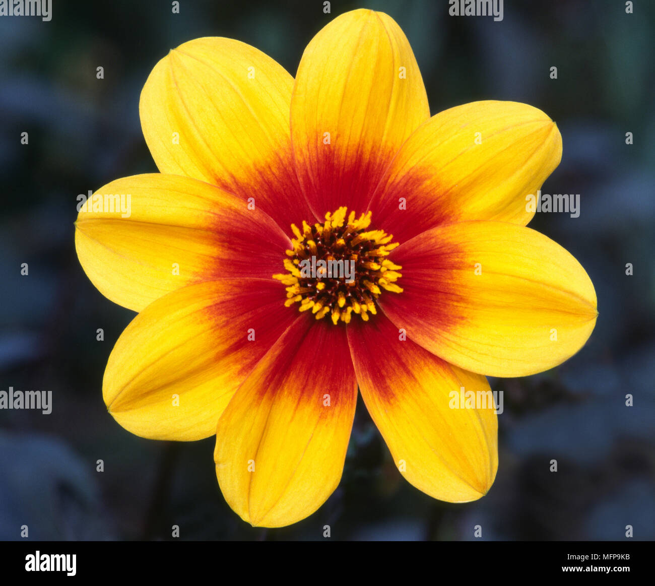 Single dahlia flower 'Moonfire', close up portrait Stock Photo - Alamy
