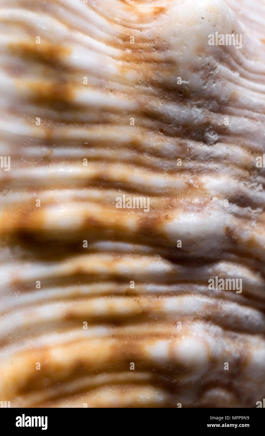 Close up abstract of shell pattern and texture Stock Photo - Alamy