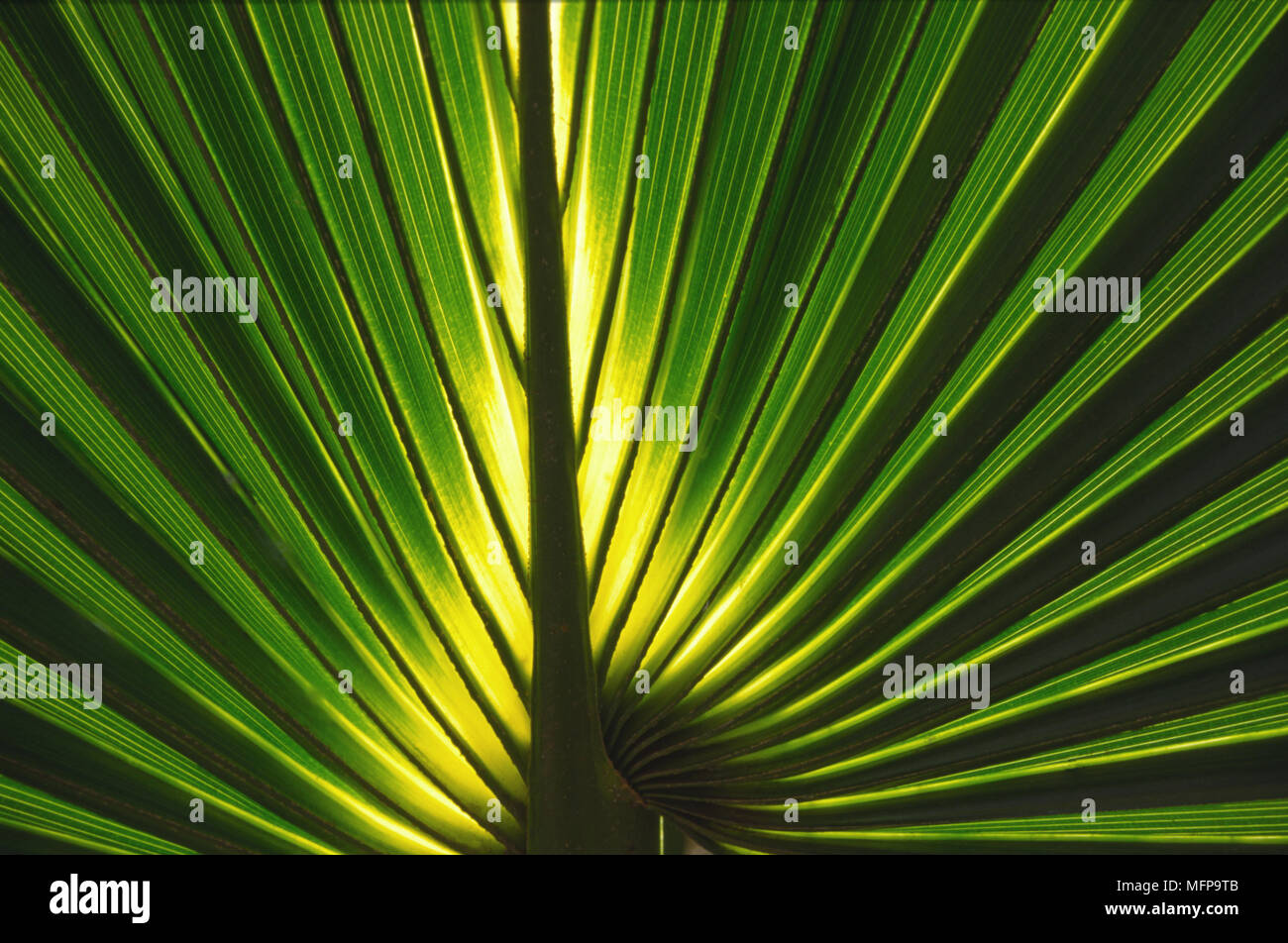 Radiating lines nature hi-res stock photography and images - Alamy