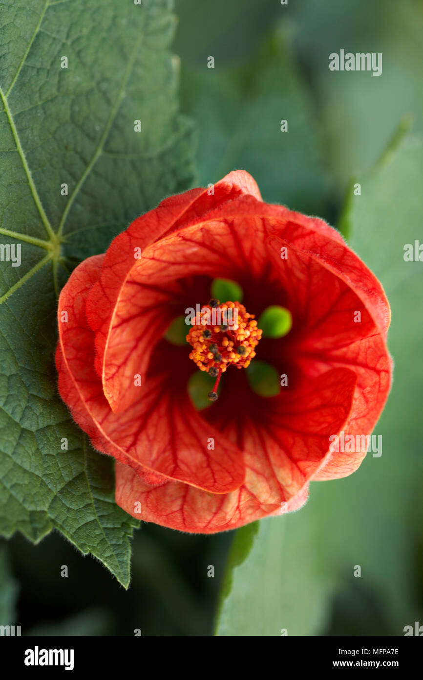 Indian mallow abutilon hi-res stock photography and images - Alamy