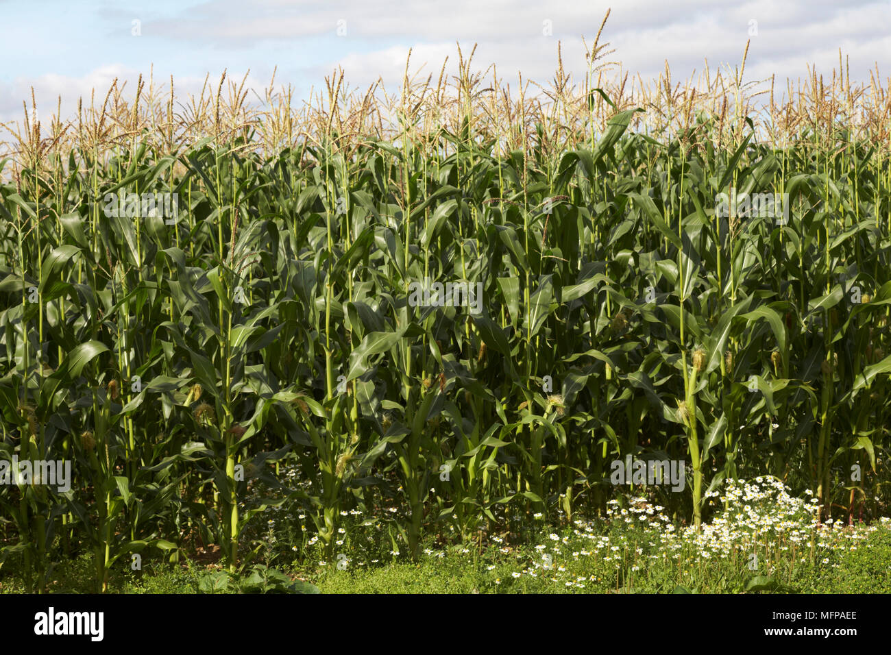 Fields of sweetcorn growing at Dorset in summer Stock Photo - Alamy