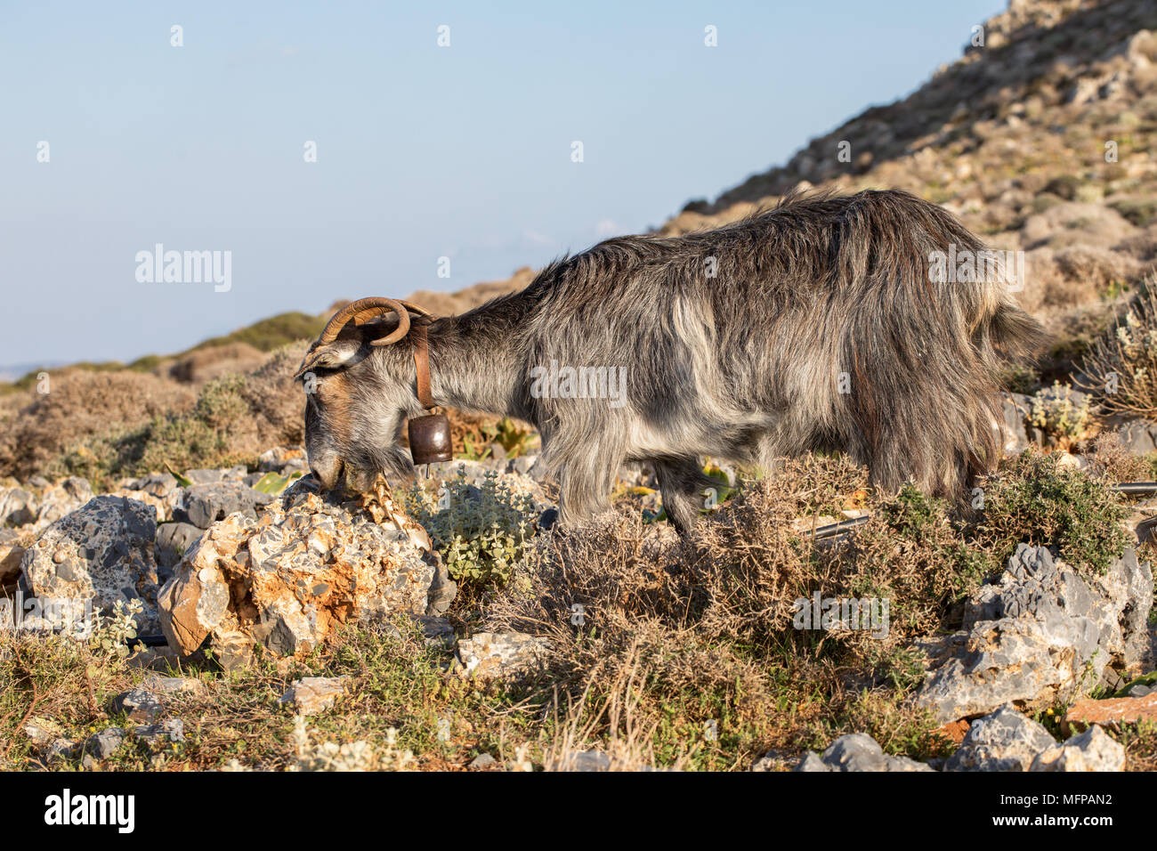 Goat grazing on the golden hills above Balos beach, sunset. Crete ...