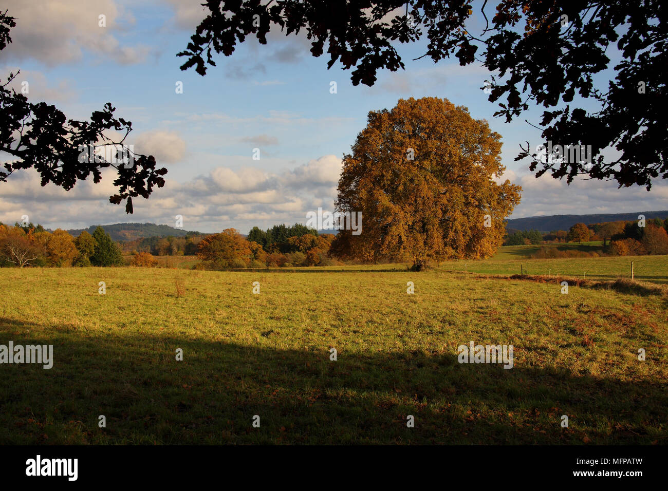 Autumnal oak trees in late afternoon sun Stock Photo - Alamy