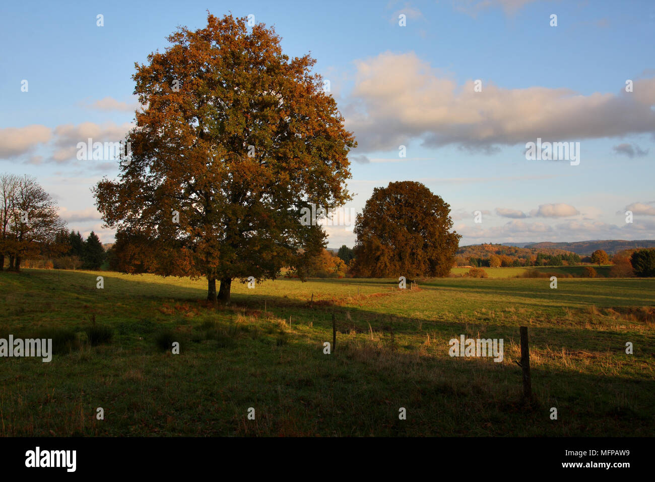 Limousin oak hi-res stock photography and images - Alamy