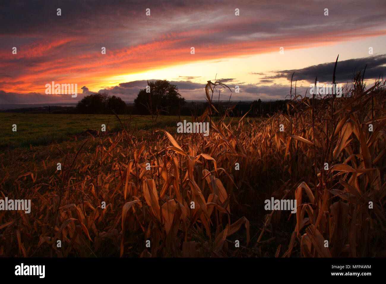 Edge of a cornfield hi-res stock photography and images - Alamy