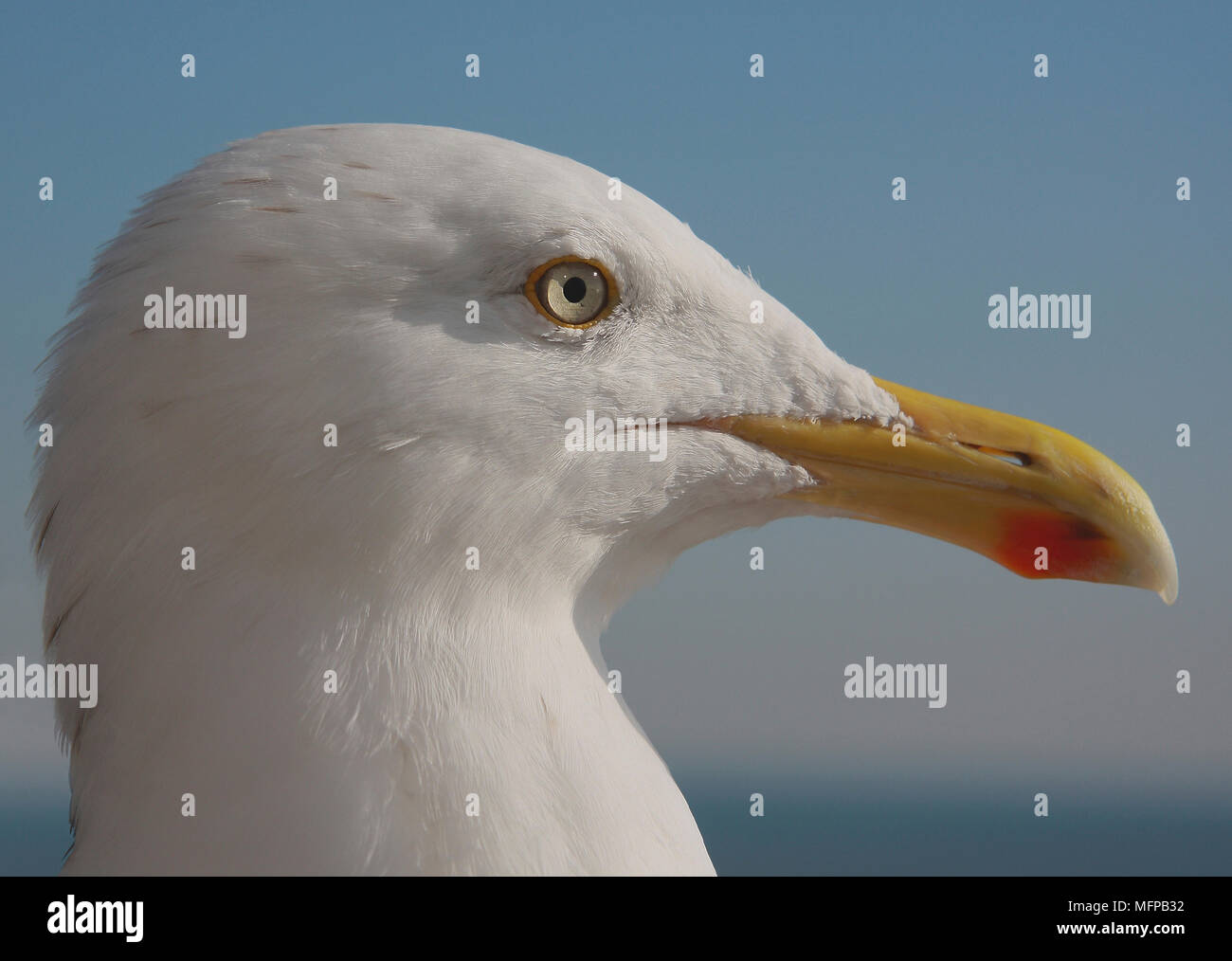 Side view of seagulls head hi-res stock photography and images - Alamy