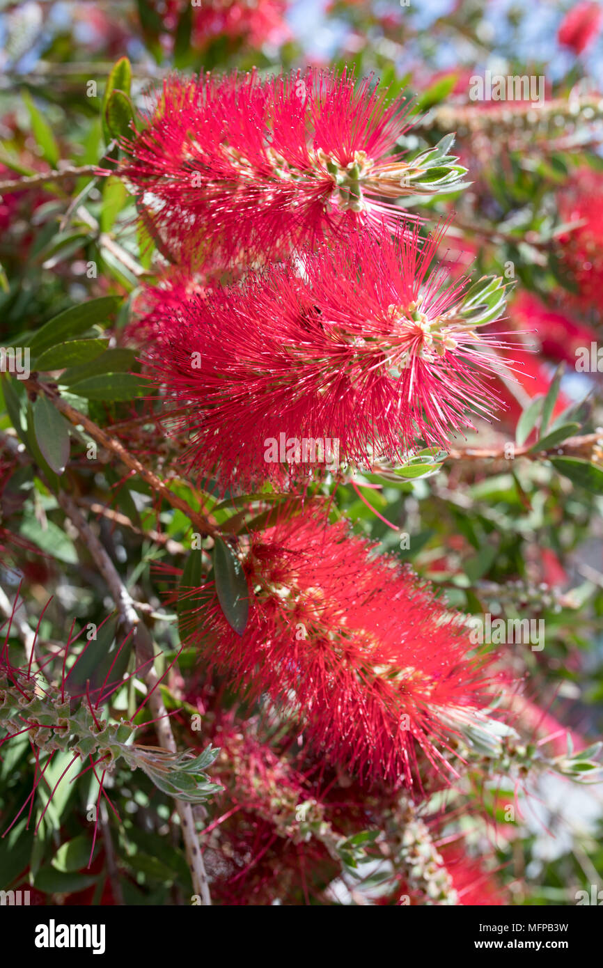Spring flora crete hi-res stock photography and images - Alamy