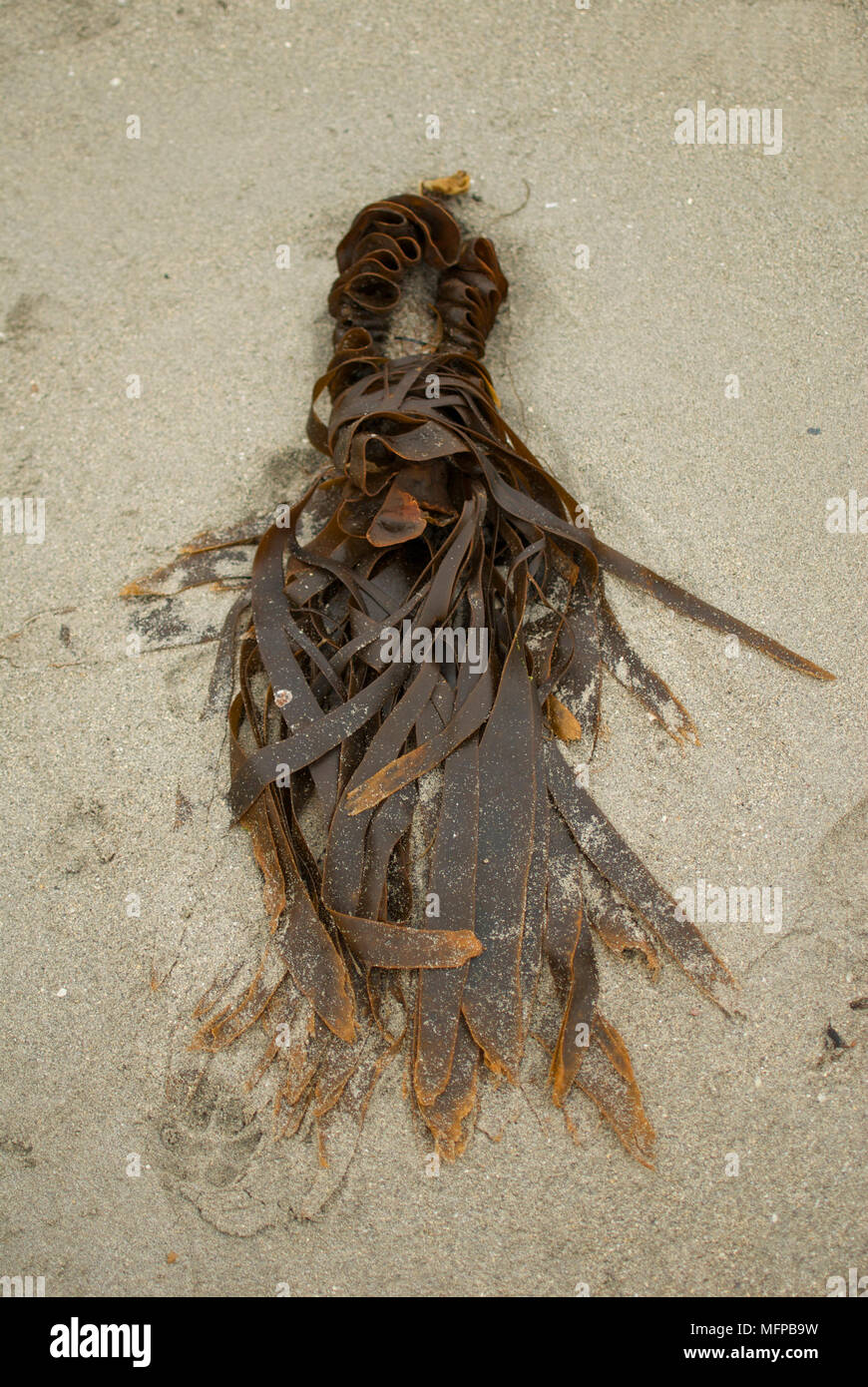 Seaweed on sand, near Deerness, Mainland, Orkney, Scotland Stock Photo ...