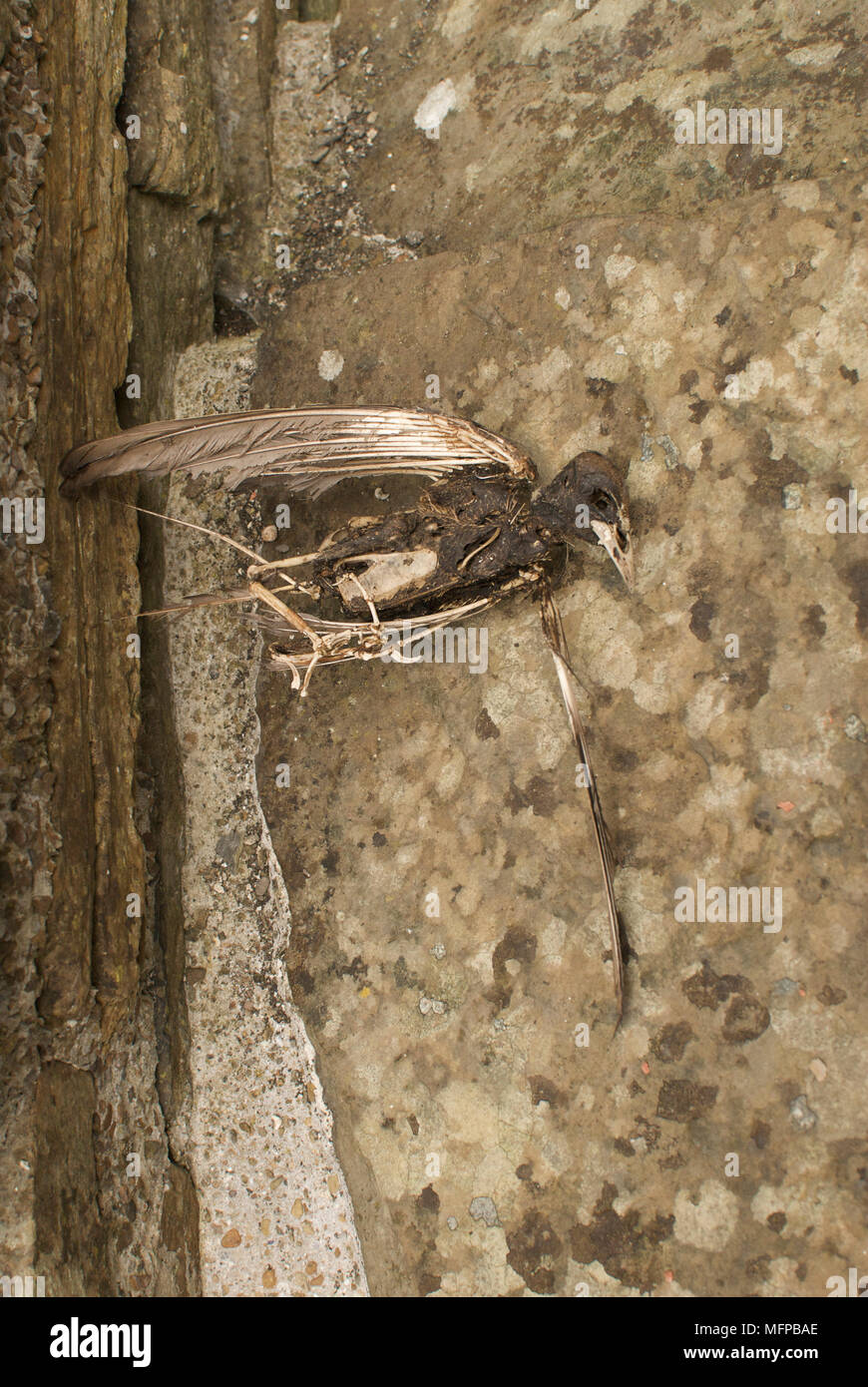 Dead blackbird turdus merula hi-res stock photography and images - Alamy