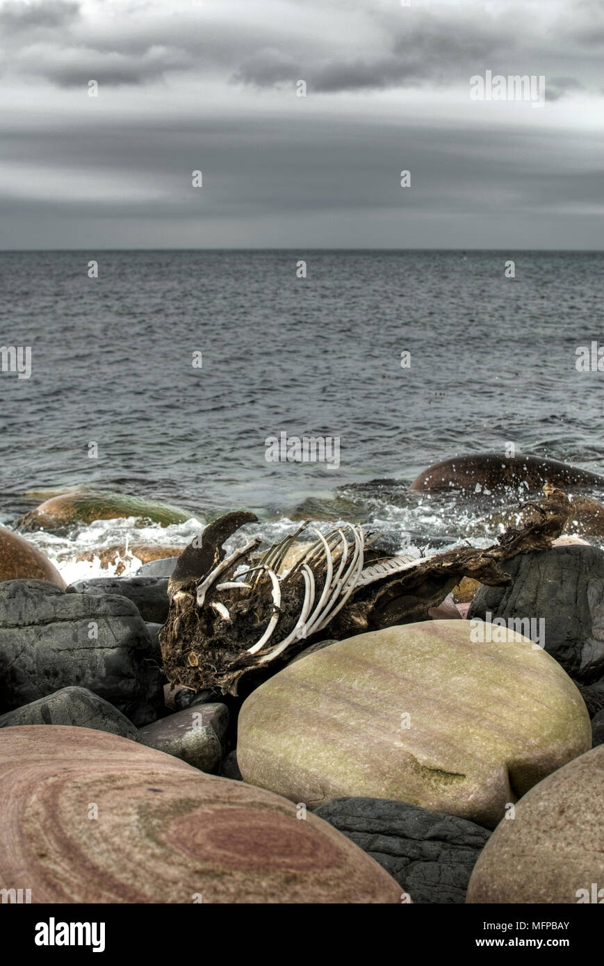 Dolphin bones hi-res stock photography and images - Alamy