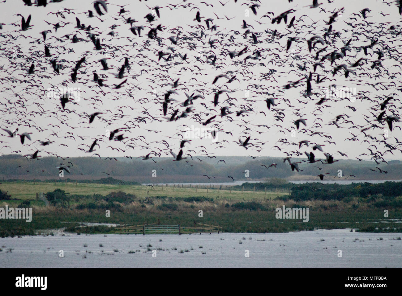 Thousands of pink-footed geese (Anser brachyrhynchus)flying in sky in ...