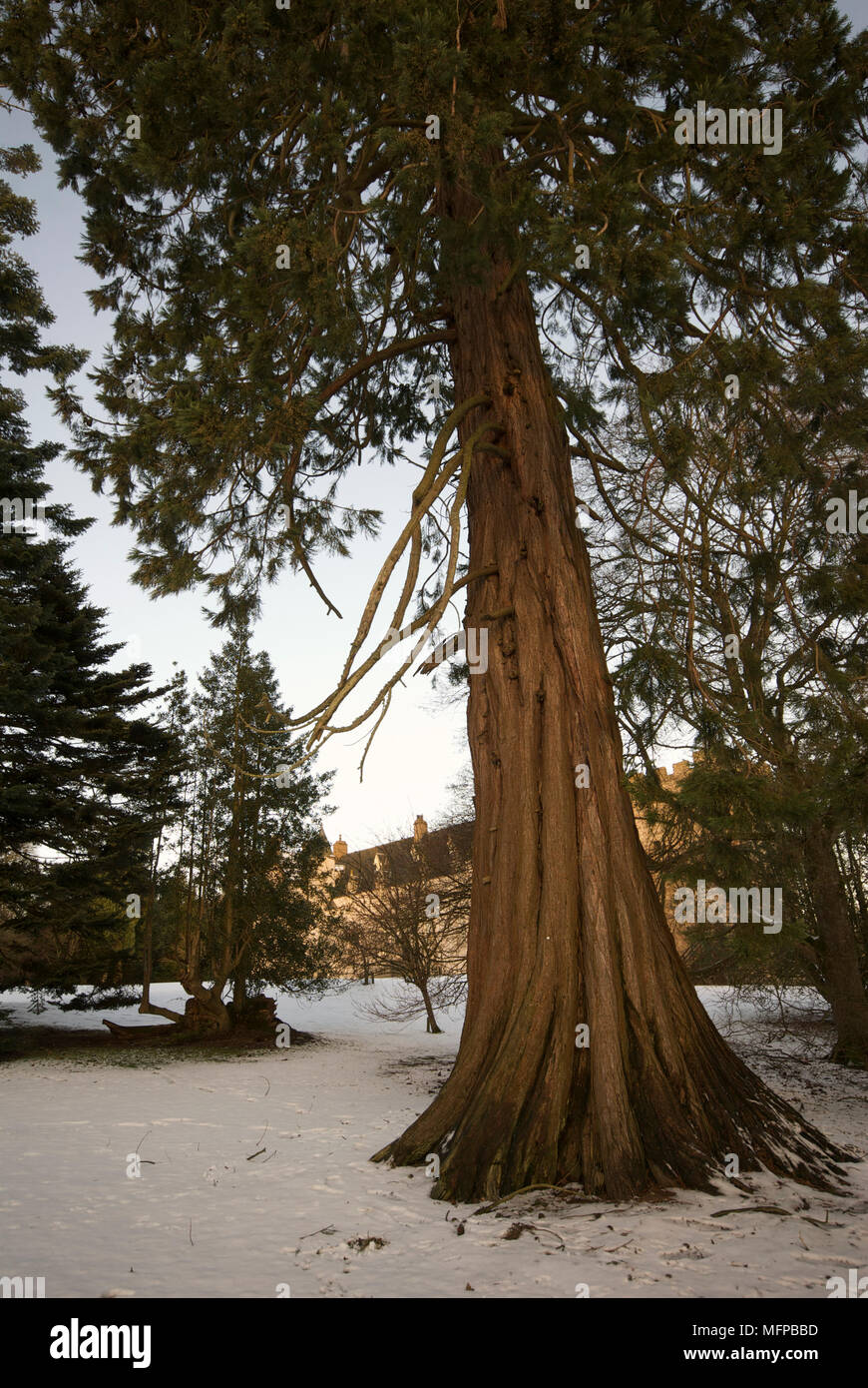 Giant old pine tree (Sequoia) at grounds of Drum Castle on a cold snowy ...