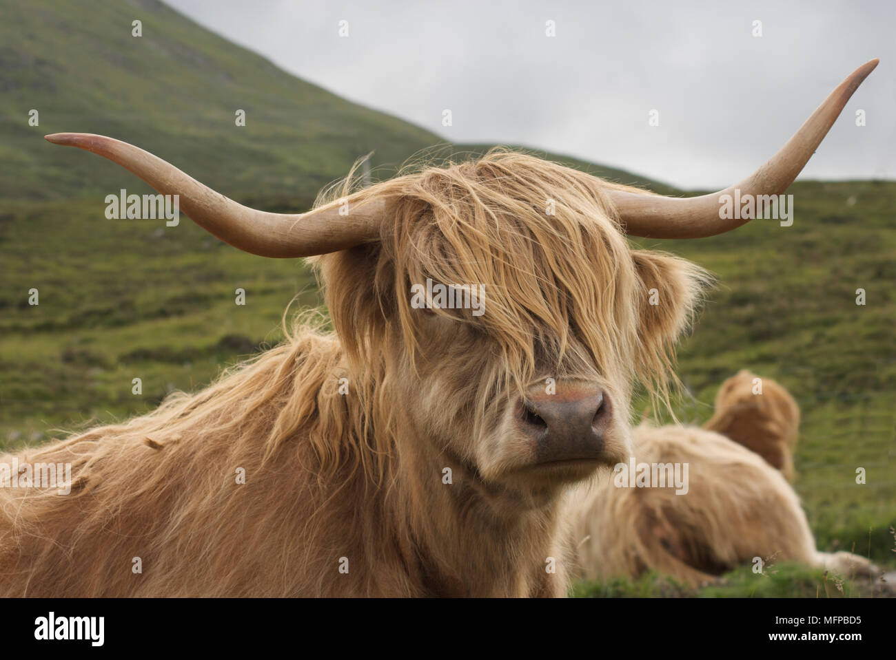 Highland cattle on the Isle of Skye Stock Photo - Alamy