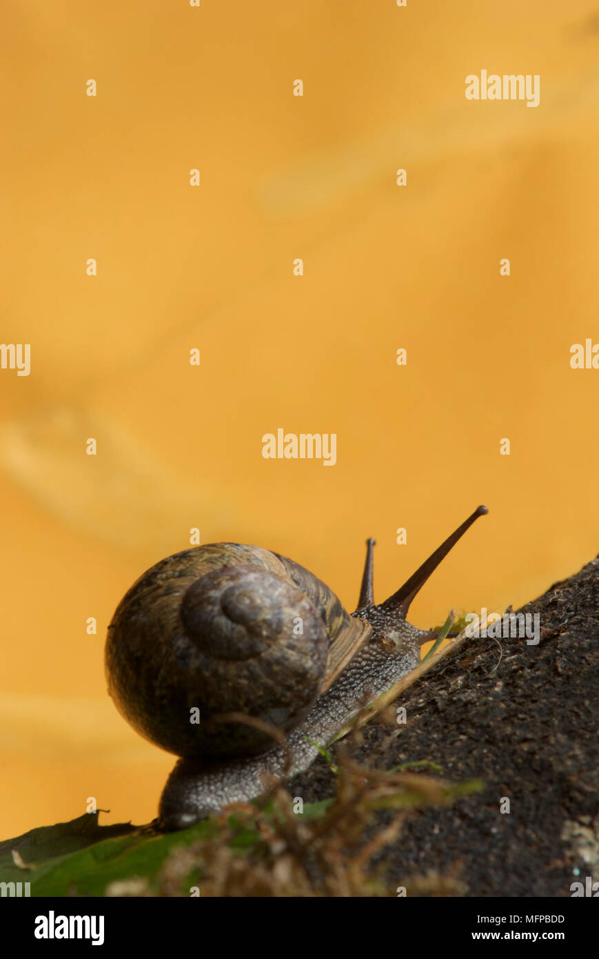 Common snail (Helix aspersa) with coiled shell on a piece of tree bark ...