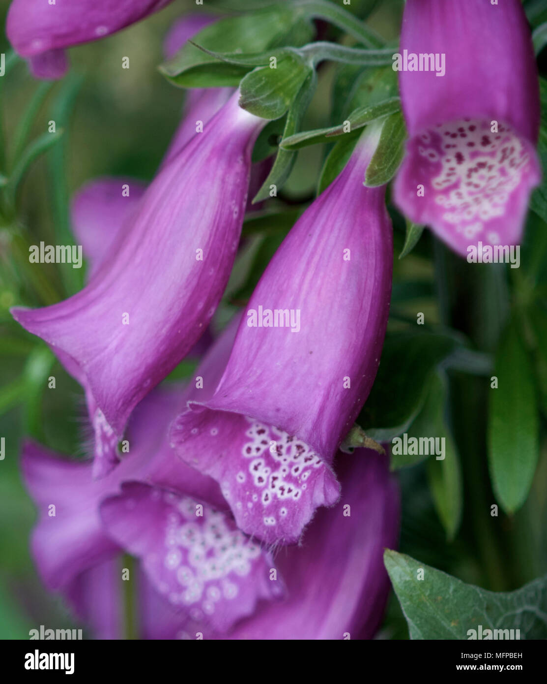 Common foxglove (Digitalis purpurea Stock Photo - Alamy