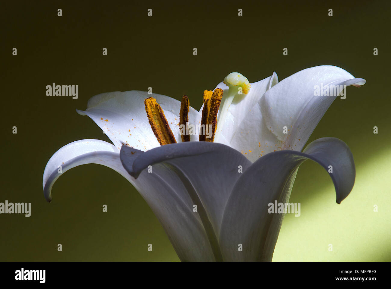 Lilium sun ray hi-res stock photography and images - Alamy