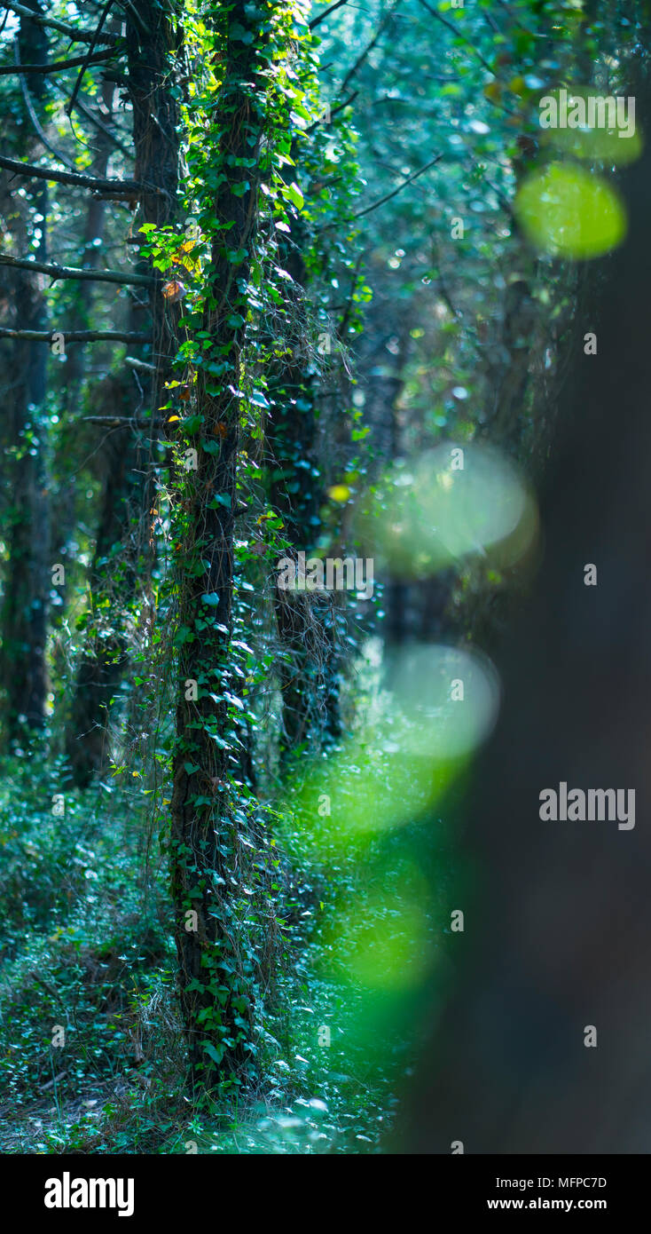 Pino marítimo hi-res stock photography and images - Alamy