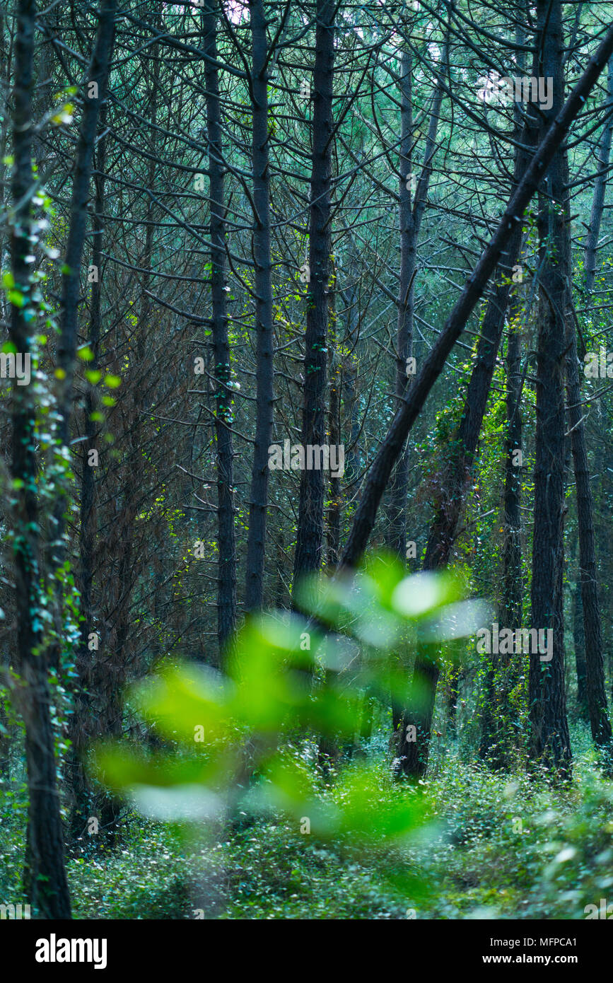 Pinar pino maritimo pinus pinaster pine forest hi-res stock photography ...