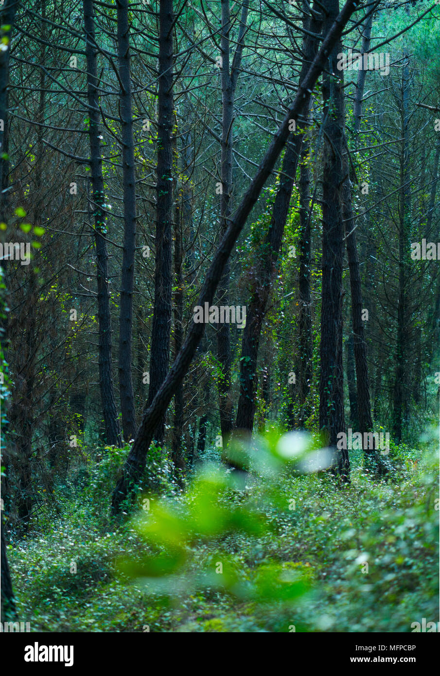 Pine forest, MARITIME PINE - PINO MARITIMO (Pinus pinaster), Dunas de ...