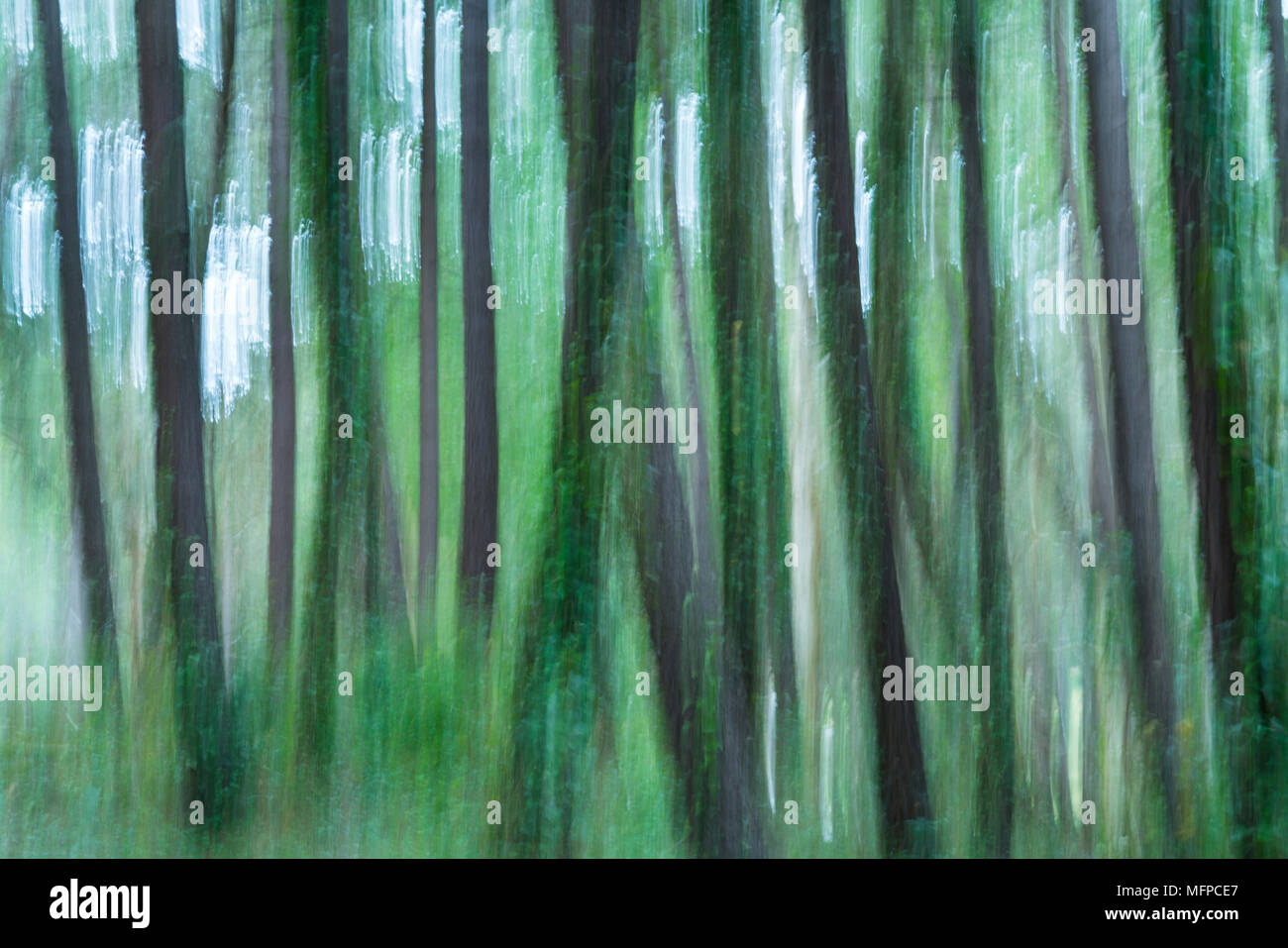 Pine forest, MARITIME PINE - PINO MARITIMO (Pinus pinaster), Dunas de ...