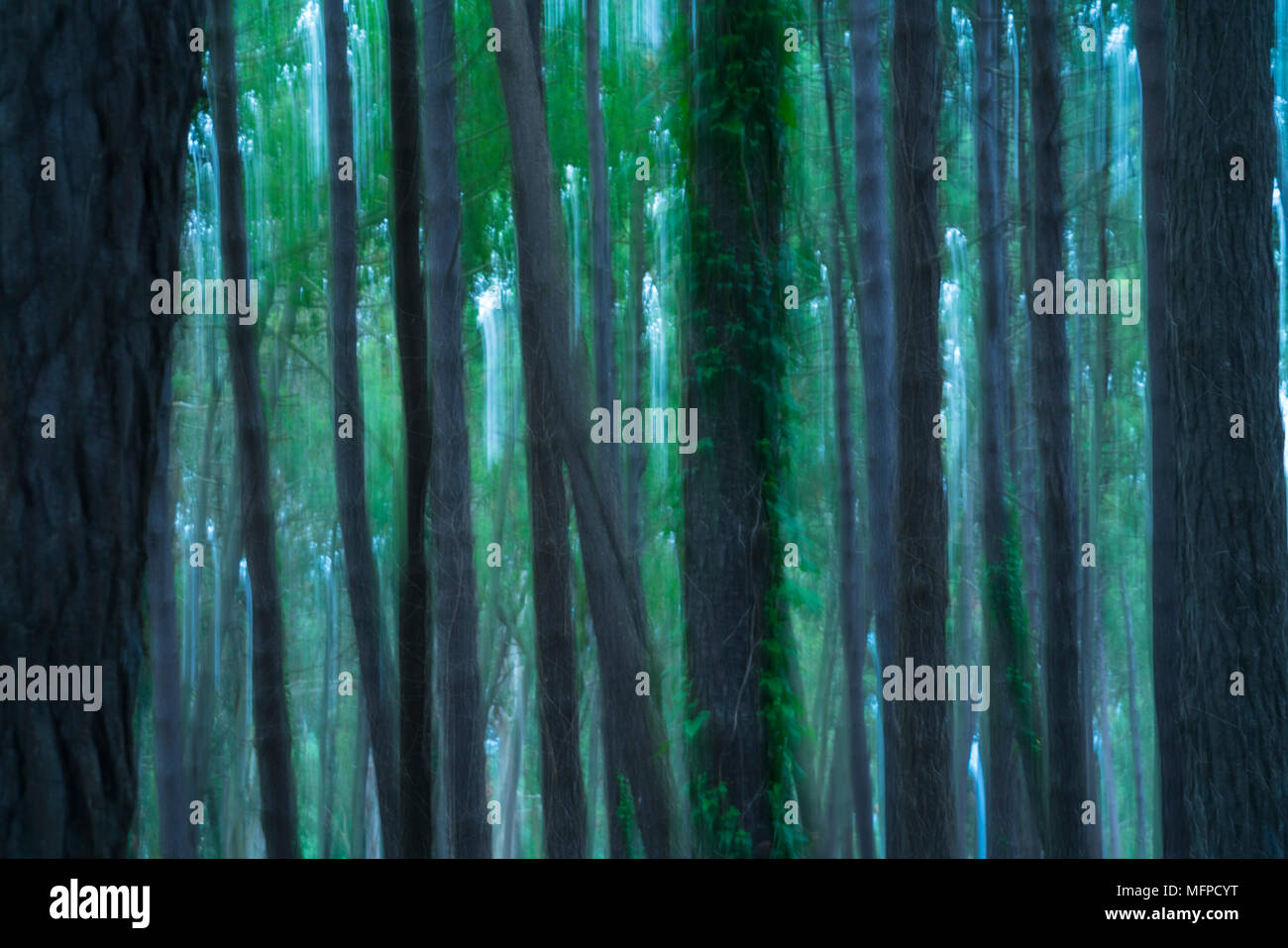Pine forest, MARITIME PINE - PINO MARITIMO (Pinus pinaster), Dunas de ...