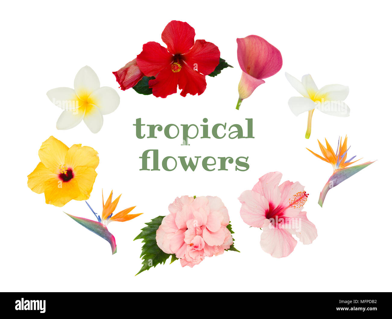 Big red orange flowers Cut Out Stock Images & Pictures - Alamy