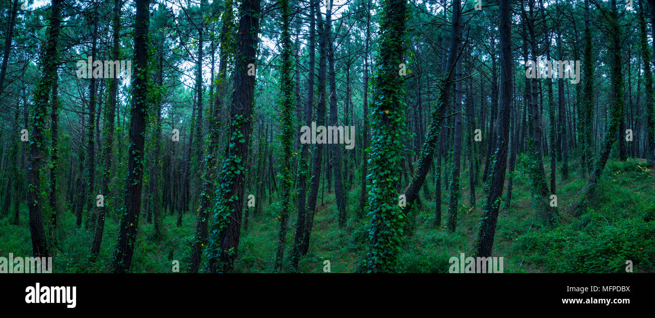 Pine forest, MARITIME PINE - PINO MARITIMO (Pinus pinaster), Dunas de ...