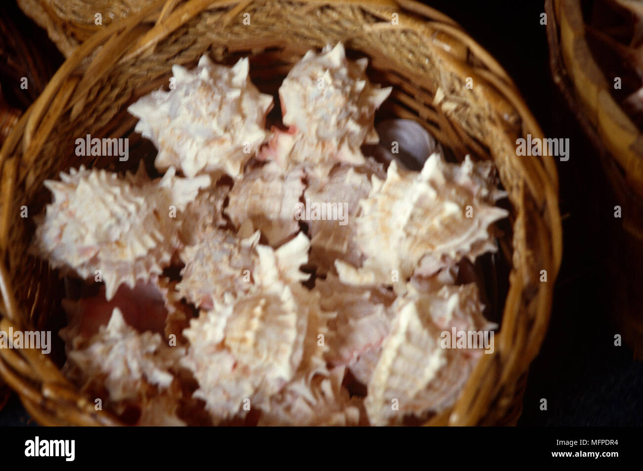 Full of shells hi-res stock photography and images - Alamy