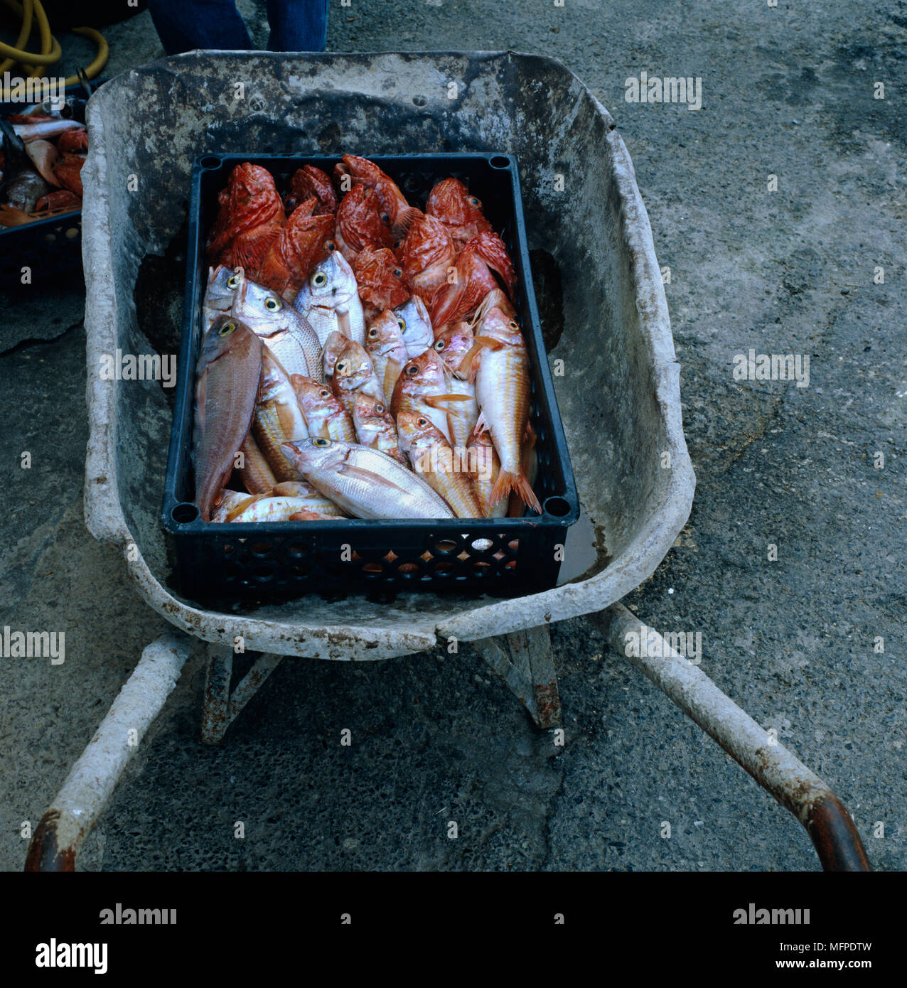 Fish in tray in metal wheelbarrow Stock Photo - Alamy
