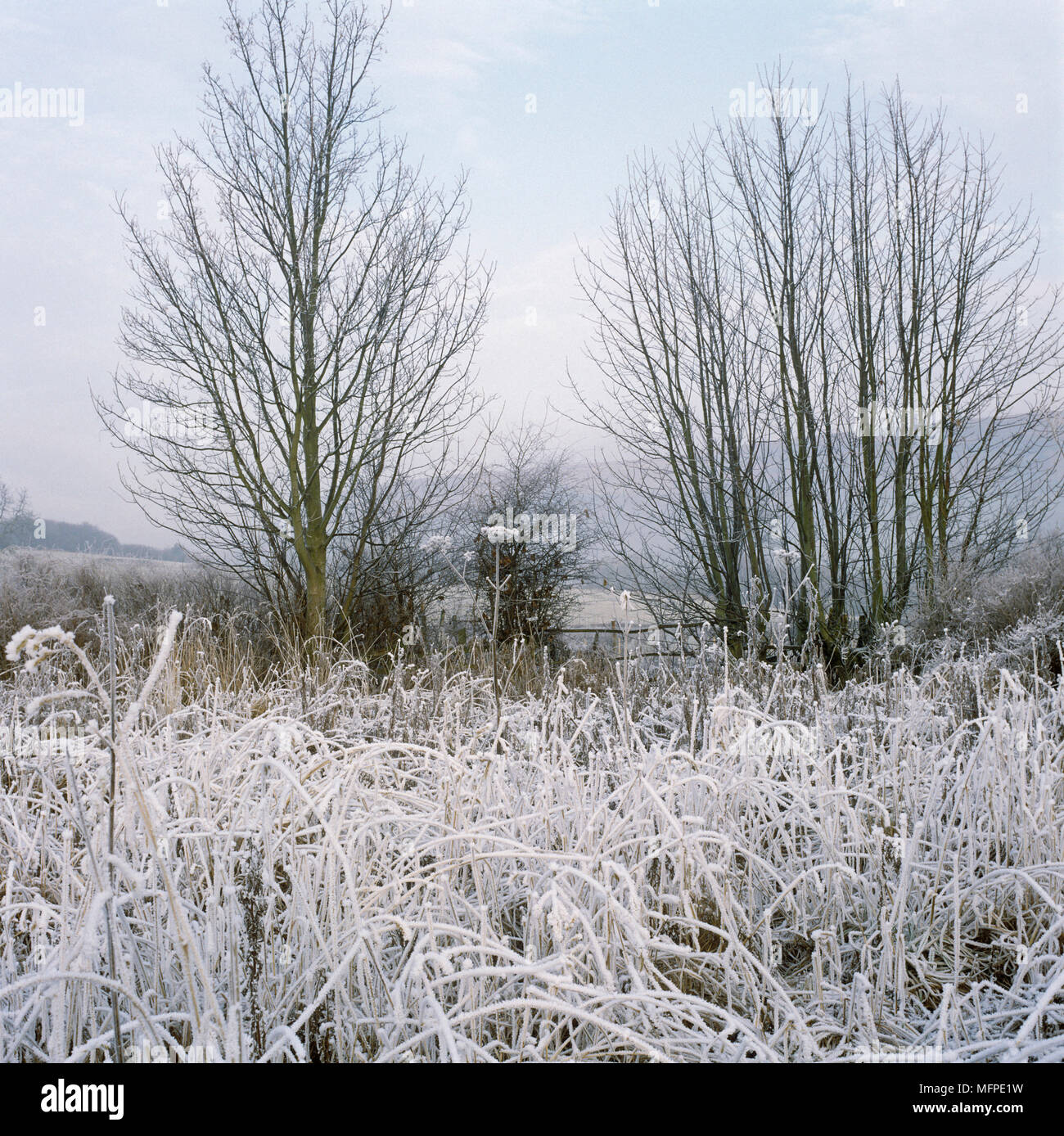 Frost covered fields trees hi-res stock photography and images - Alamy