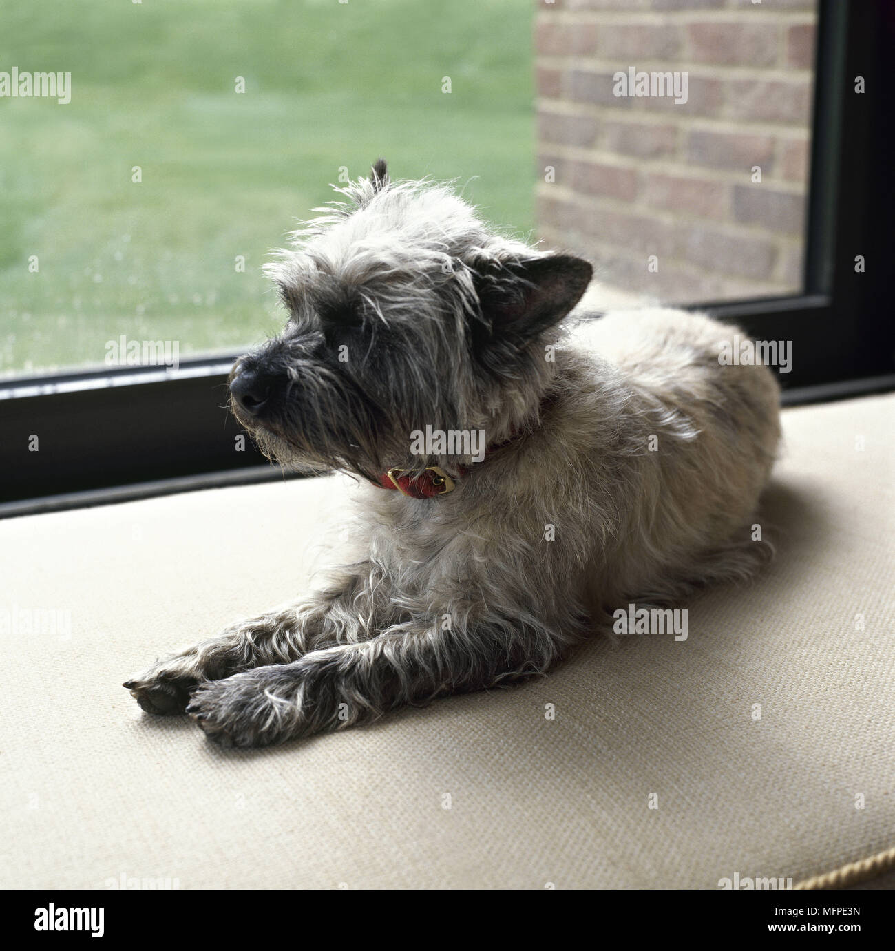 Dog sitting on window sill hi-res stock photography and images - Alamy